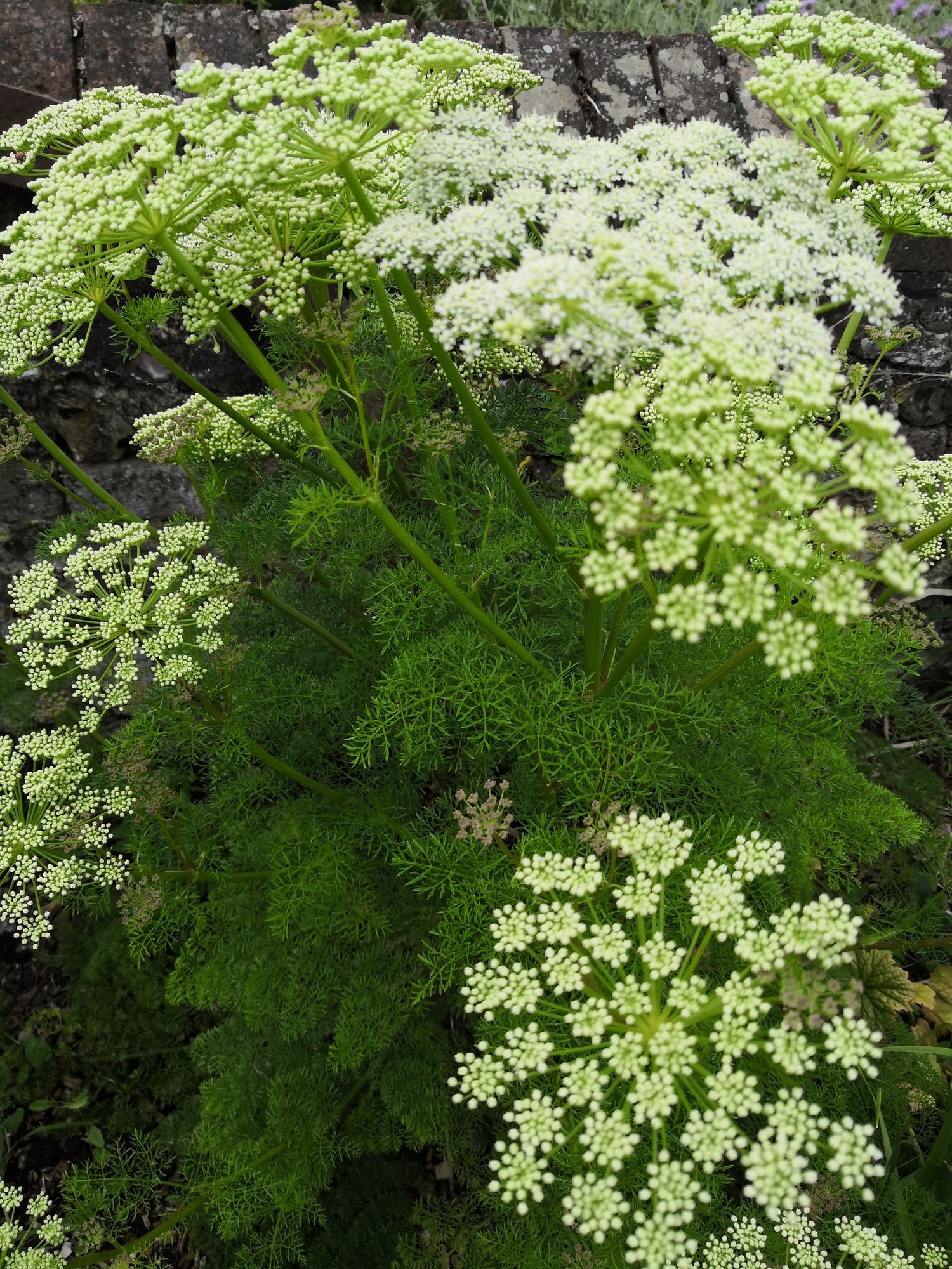 Our Ingredients – Project Life