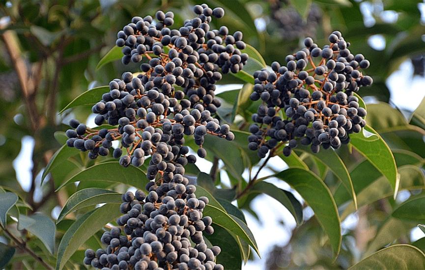 Our Ingredients – Project Life